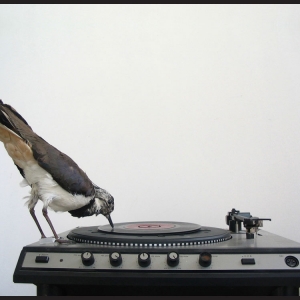 Profil von Bonertastic – laut.de